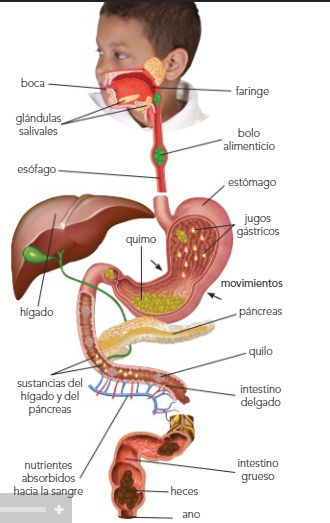 ETAPAS DE LA DIGESTIÓN | Genially