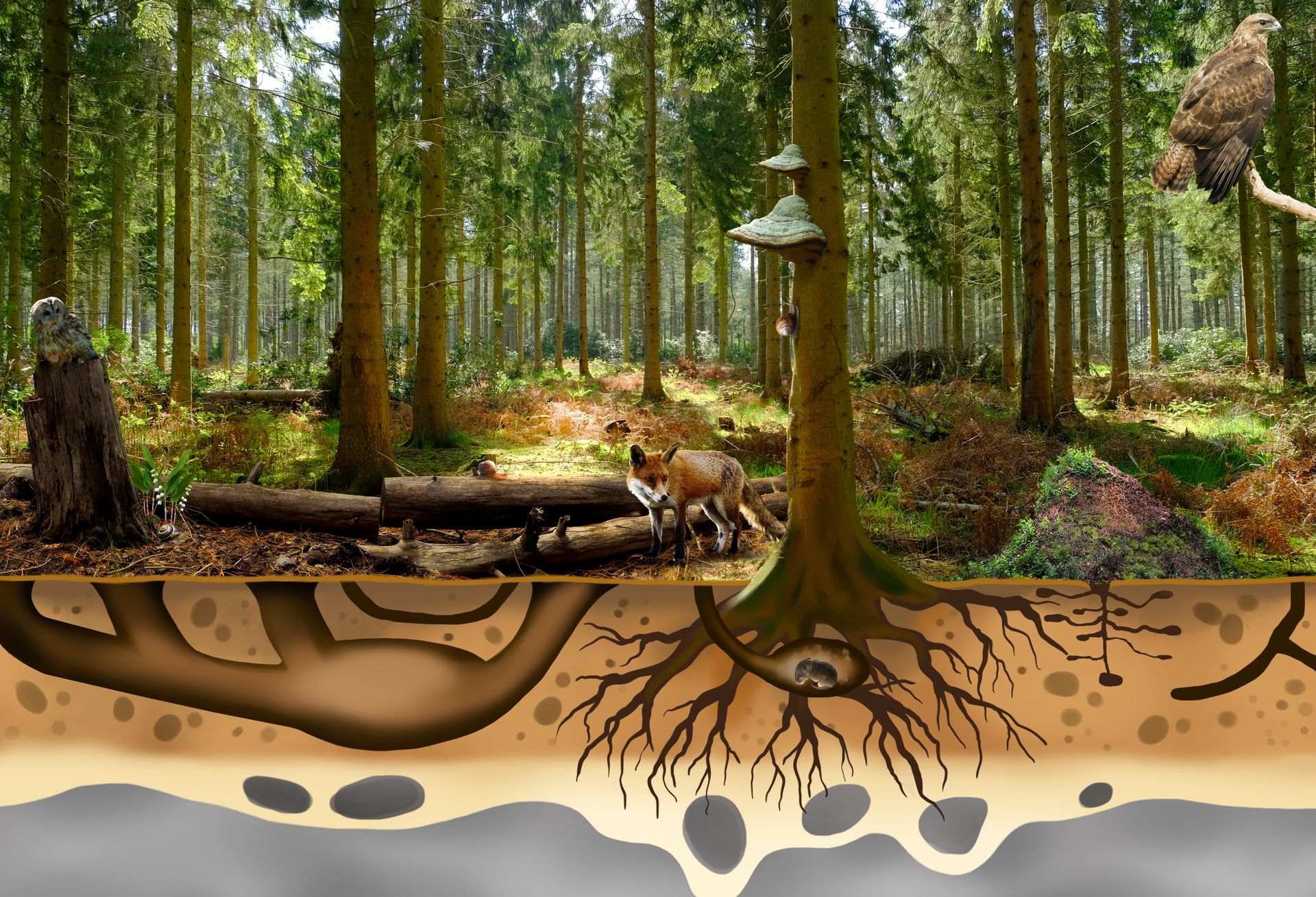 biocenoza | Genially