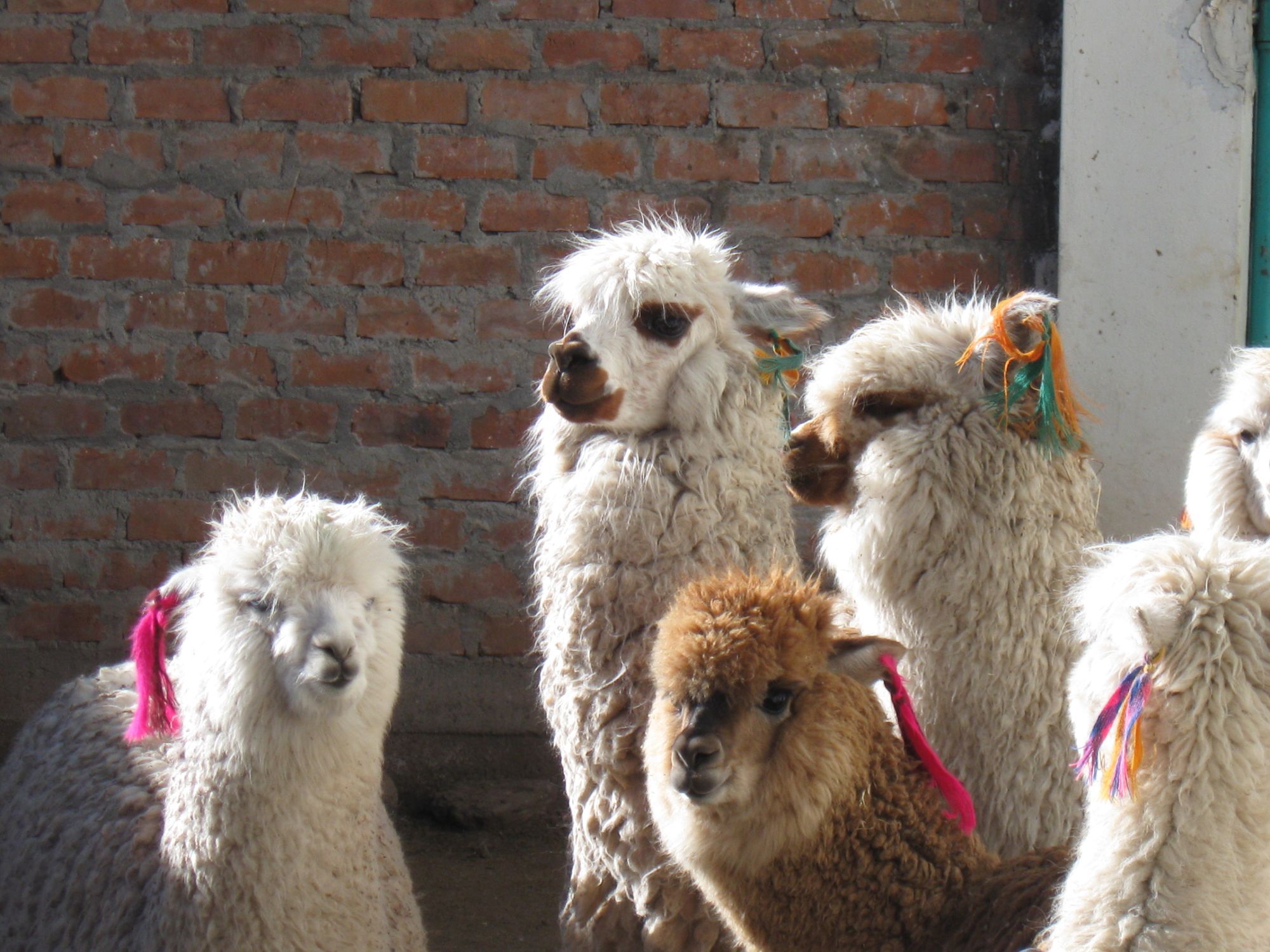 Caderina E y N | Genially