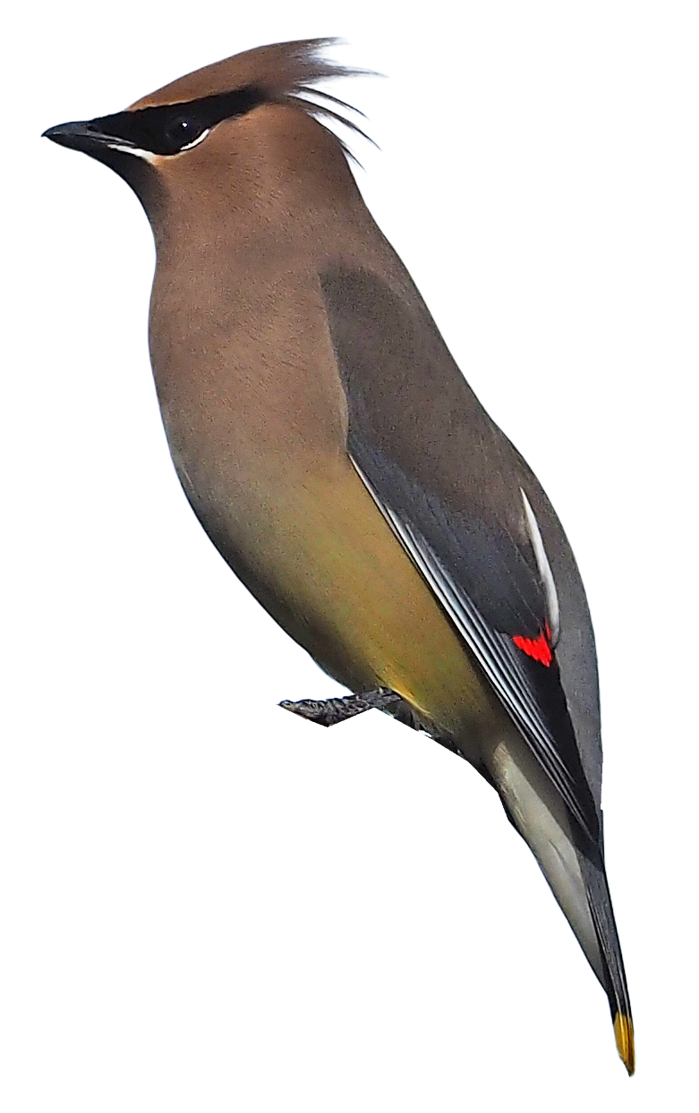 ¿CUÁNTOS CHINITOS HAY EN EL ÁRBOL? | Genially