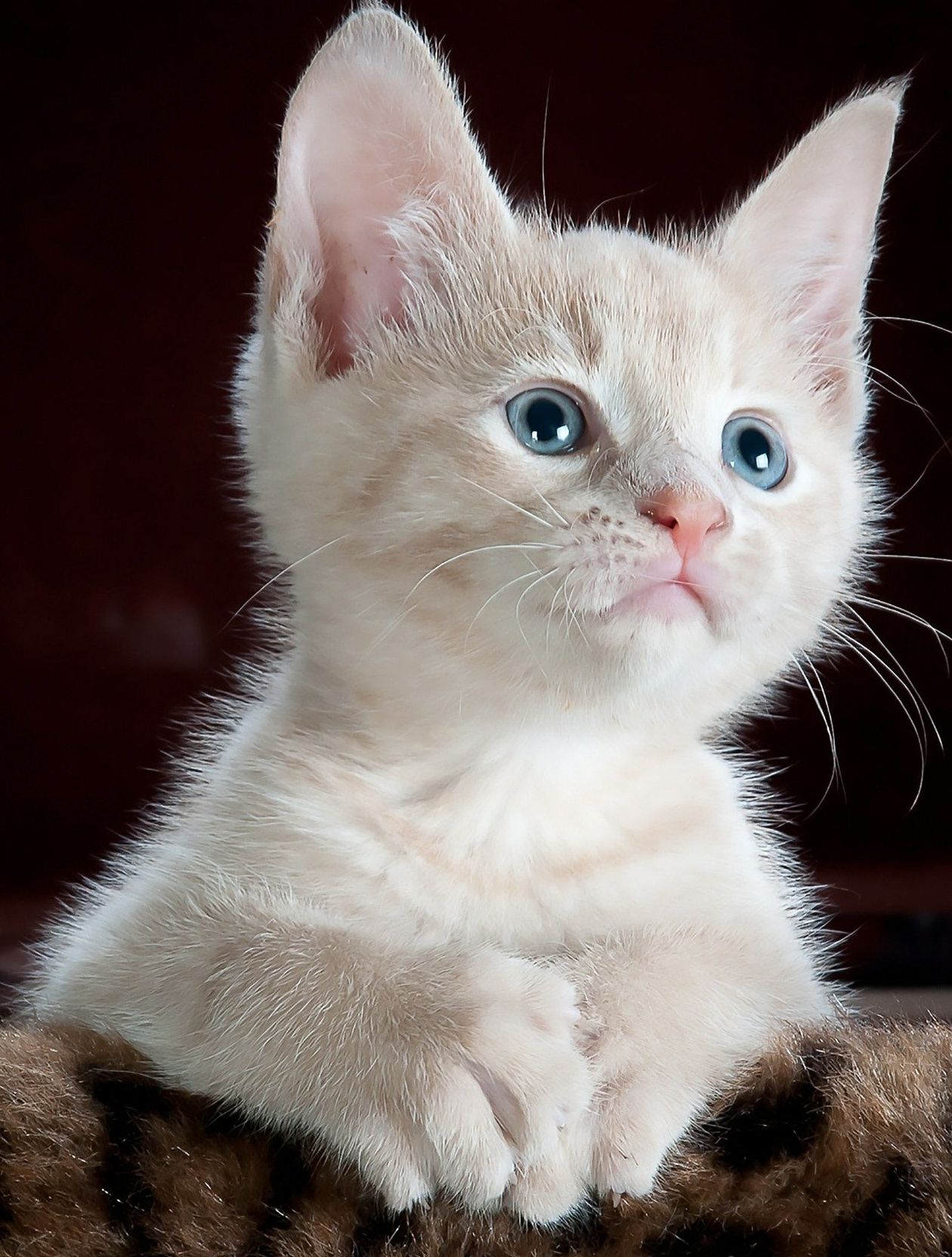 HÁZ KÖRÜL ÉLŐ ÁLLATOK | Genially