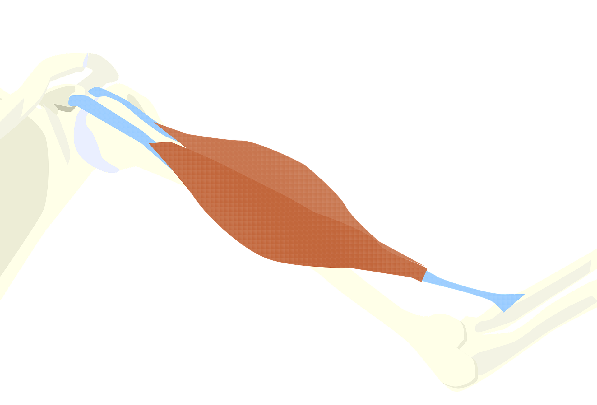 Le corps humain face à l'effort physique | Genially