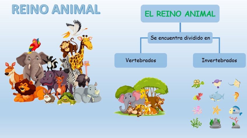 Caracteristicas Do Reino Animalia