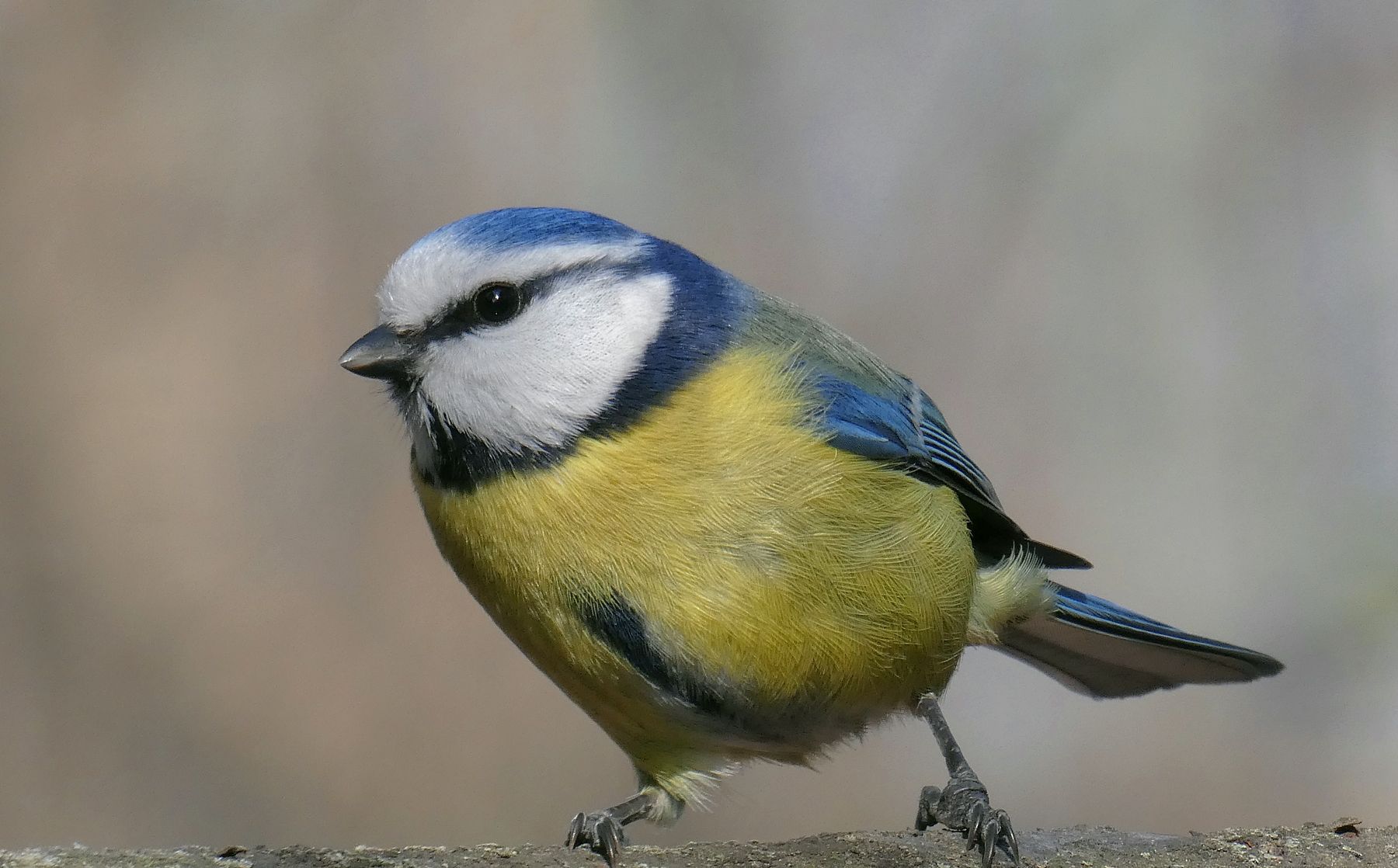 A cinege cipője | Genially