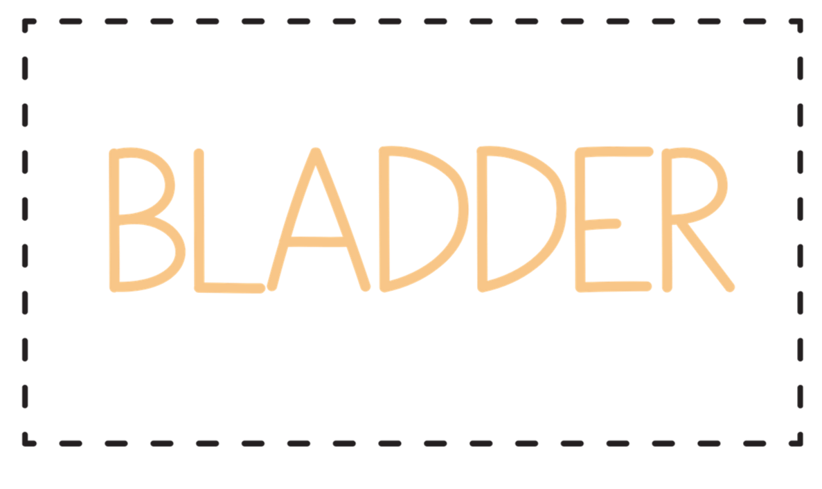 Male reproductive system | Genially