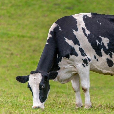 WILD AND DOMESTIC ANIMALS | Genially