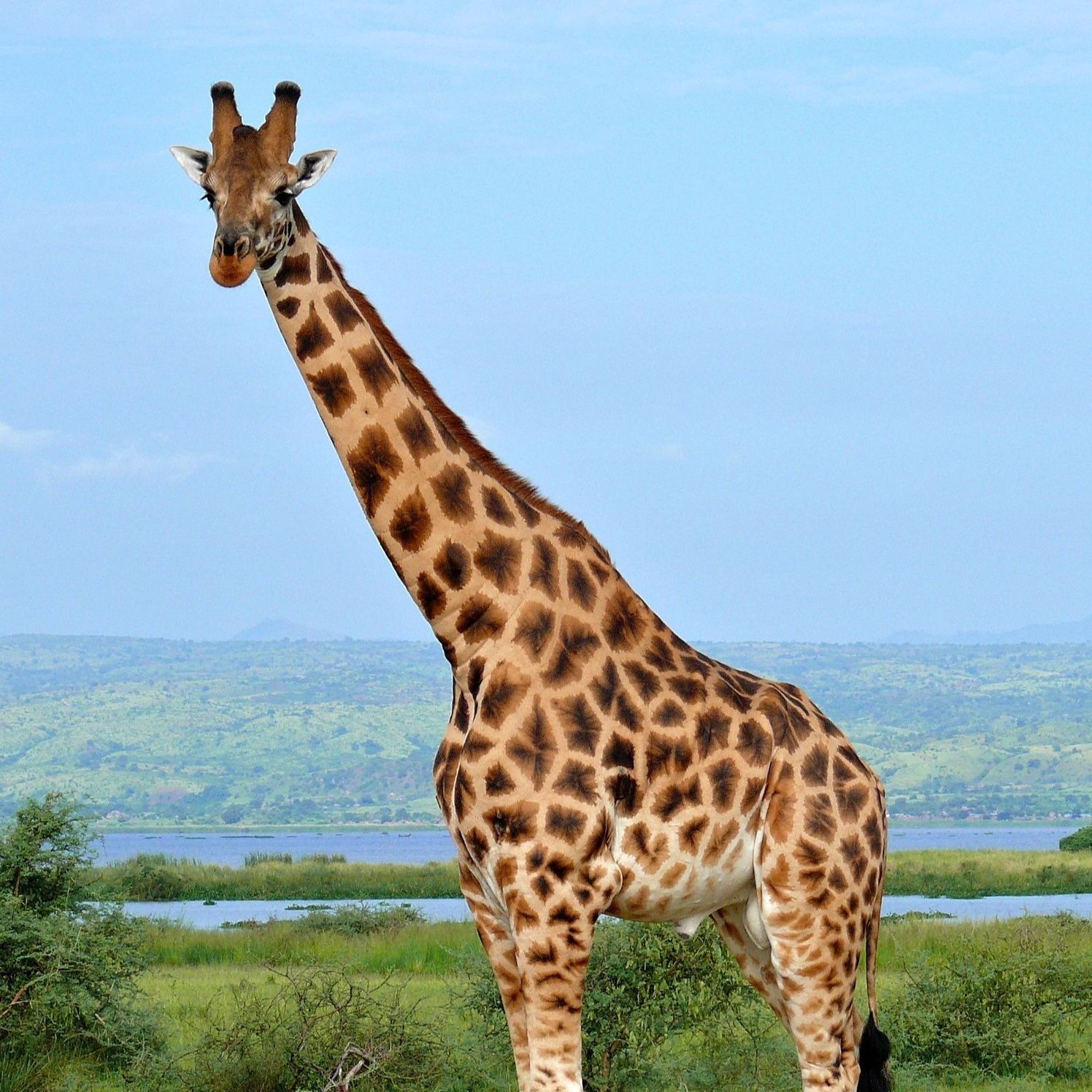 WILD AND DOMESTIC ANIMALS | Genially