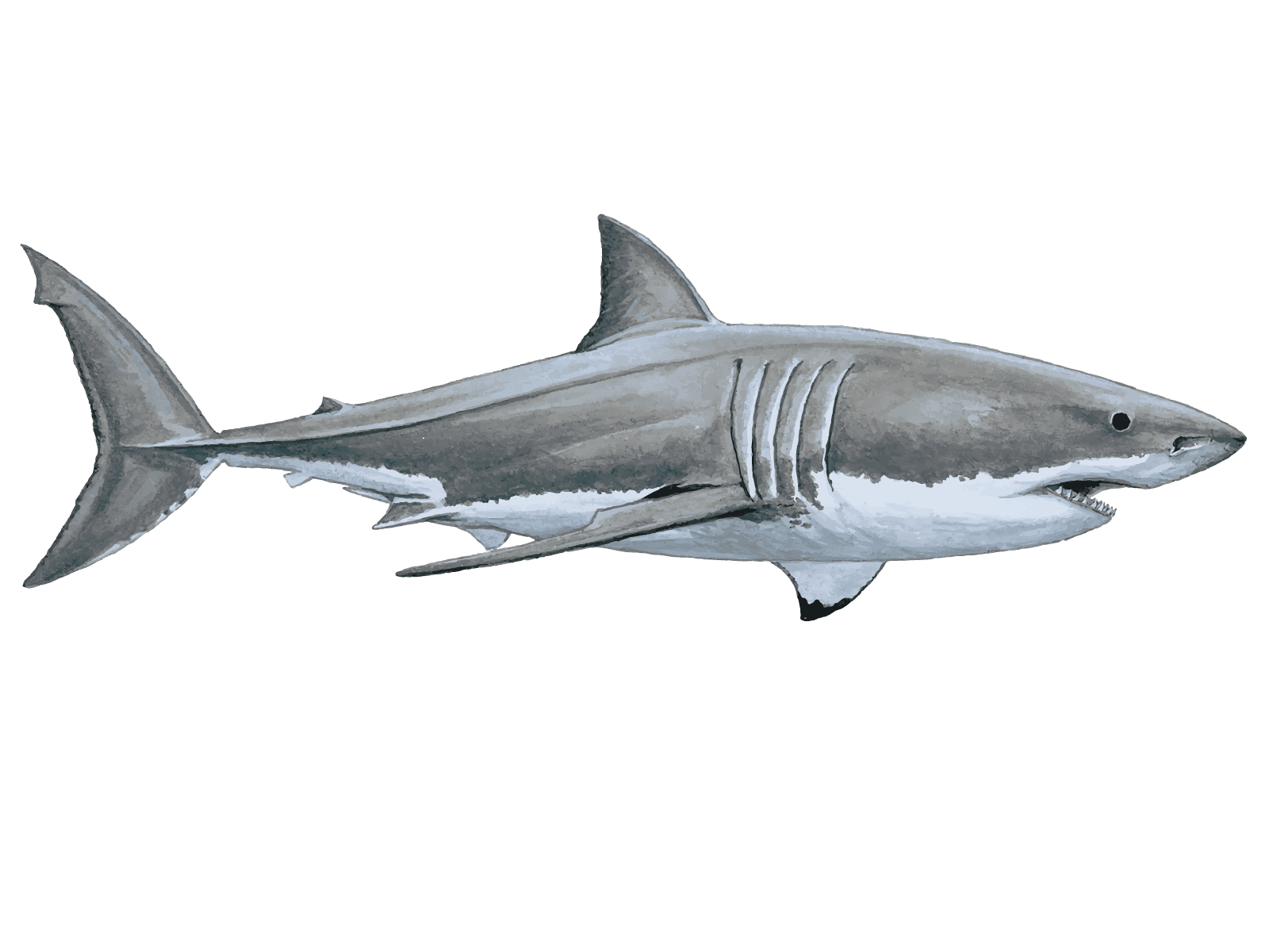 2C Venn Diagram: fish and birds | Genially