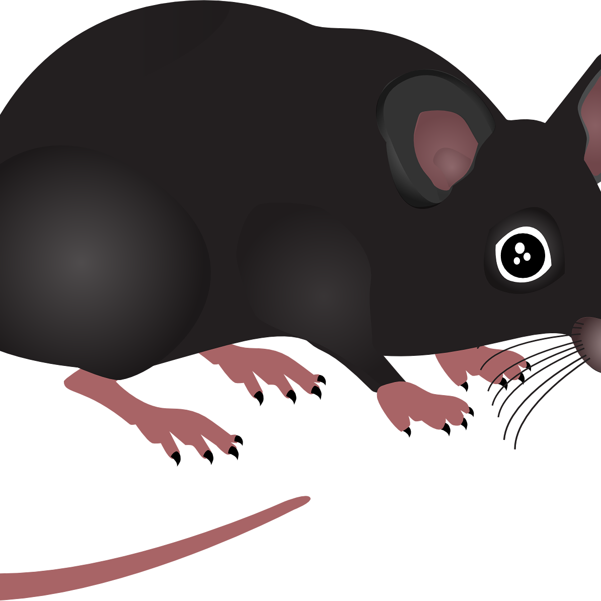 Rumini társasjáték | Genially