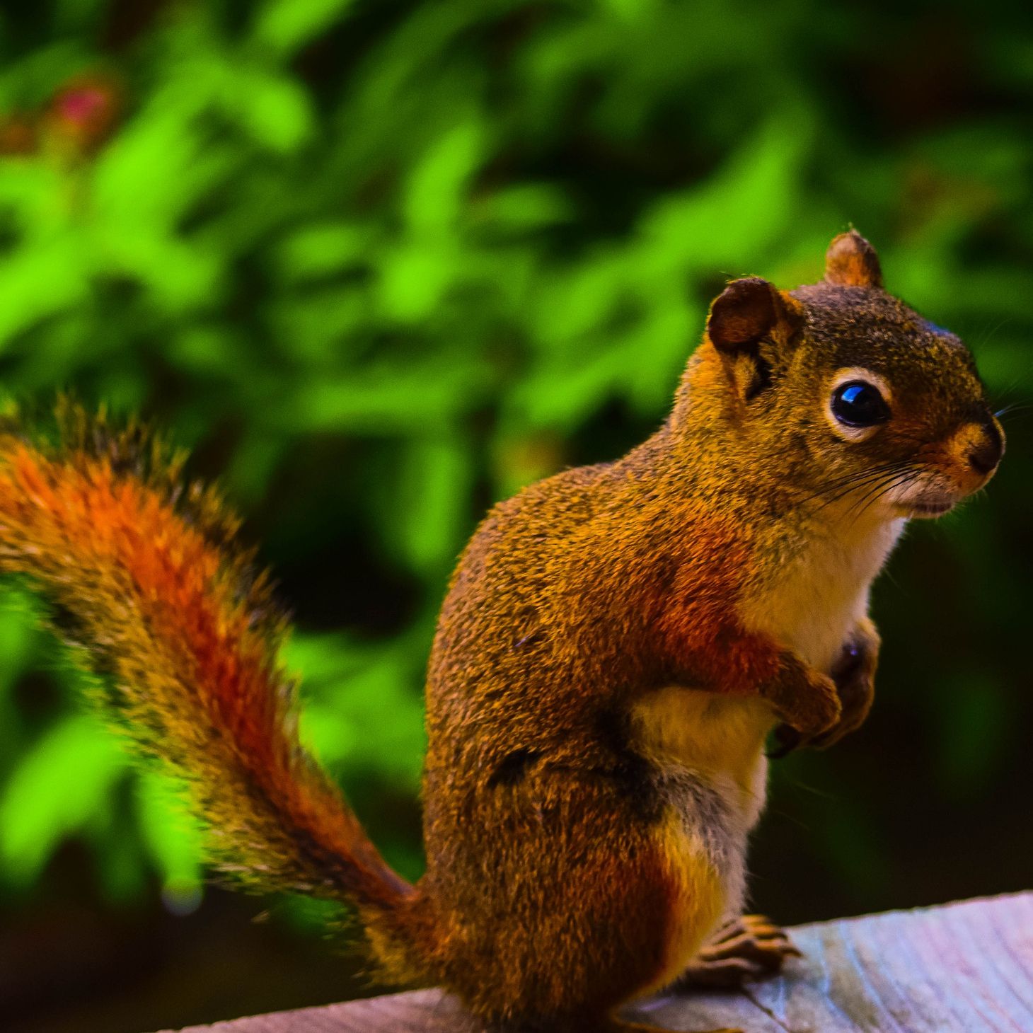 Rumini társasjáték | Genially