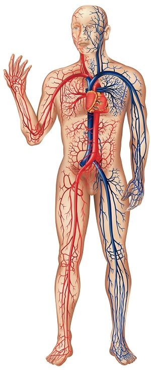 07 CHAPITRE 7 : L'appareil circulatoire et la circulation sanguine | Genially