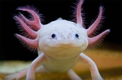 PRESENTACIÓN AJOLOTE | Genially