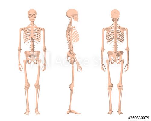 Skeletal System | Genially