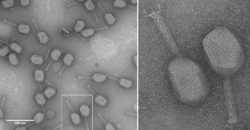 Bakteriofagi | Genially