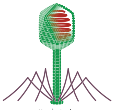 Bakteriofagi | Genially
