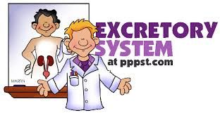Excretory system | Genially