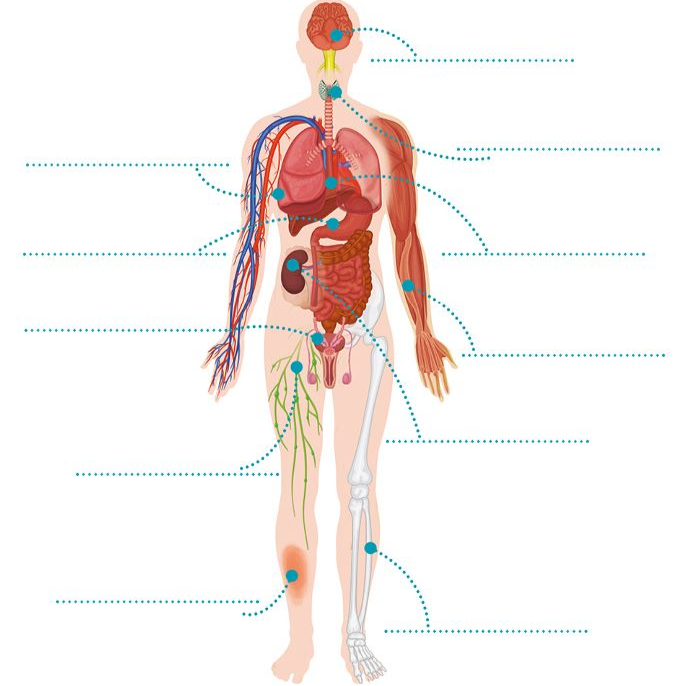 CLIL - Human body systems