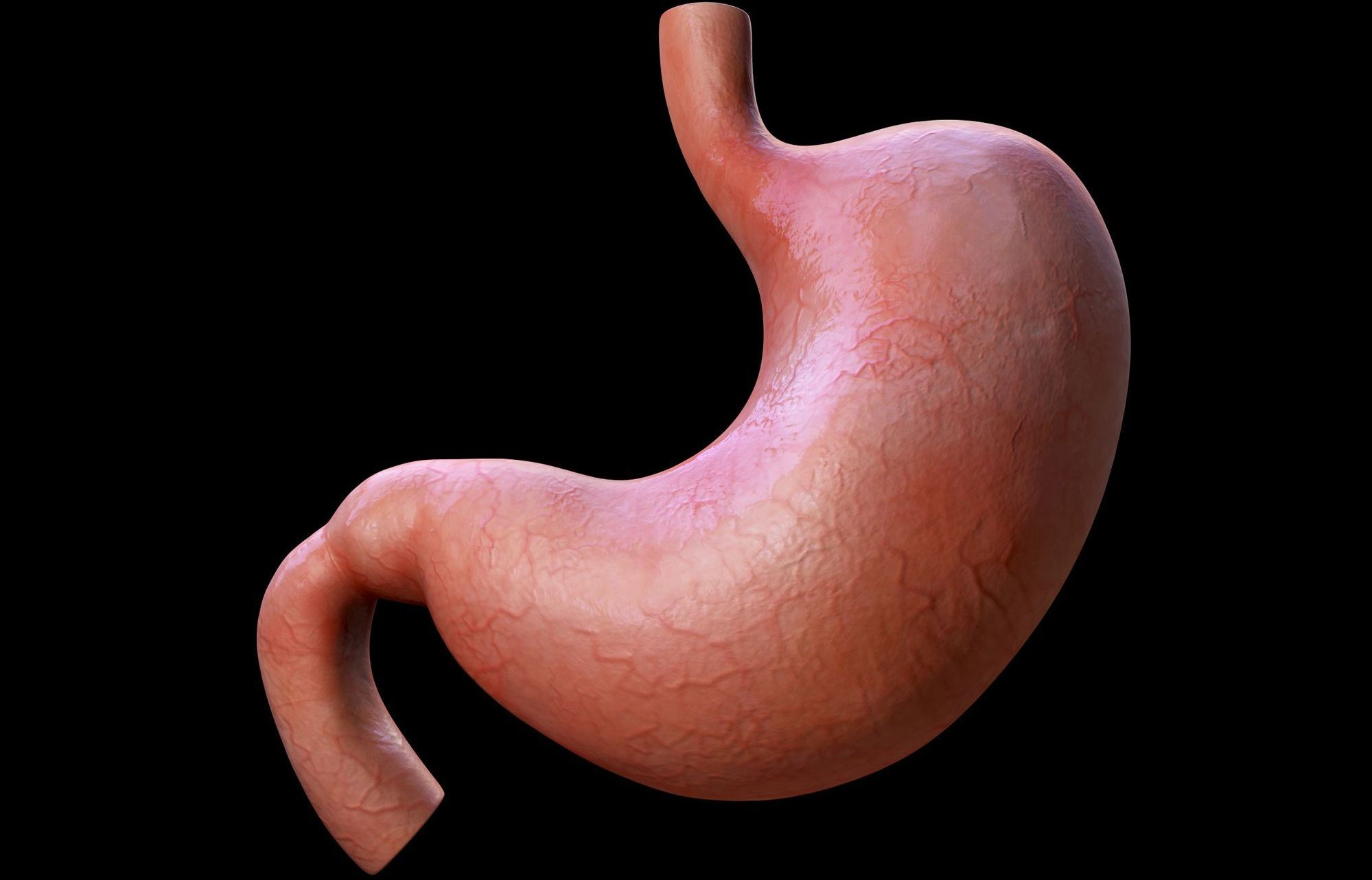 Lo stomaco | Genially