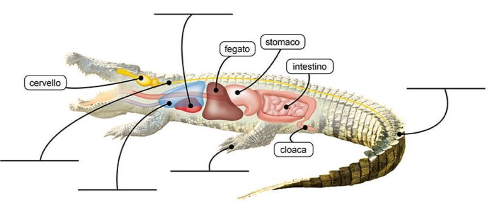 Come è fatto un rettile | Genially