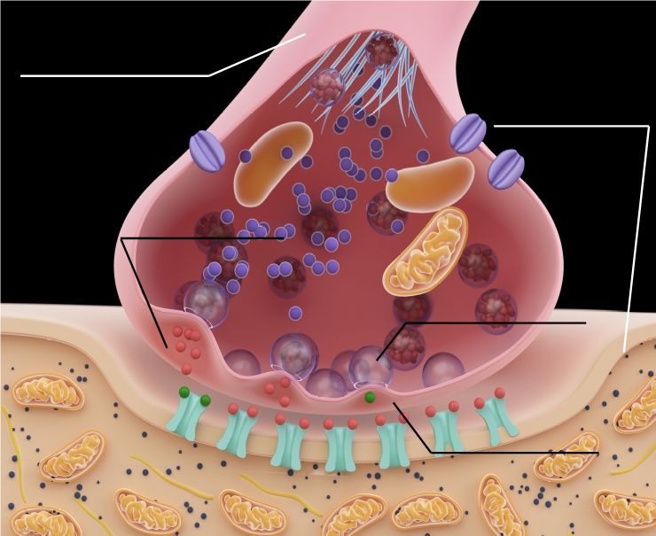 Le sinapsi | Genially