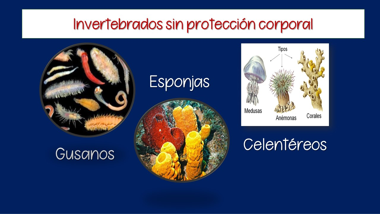 INVERTEBRADOS SIN PROTECCION CORPORAL | Genially
