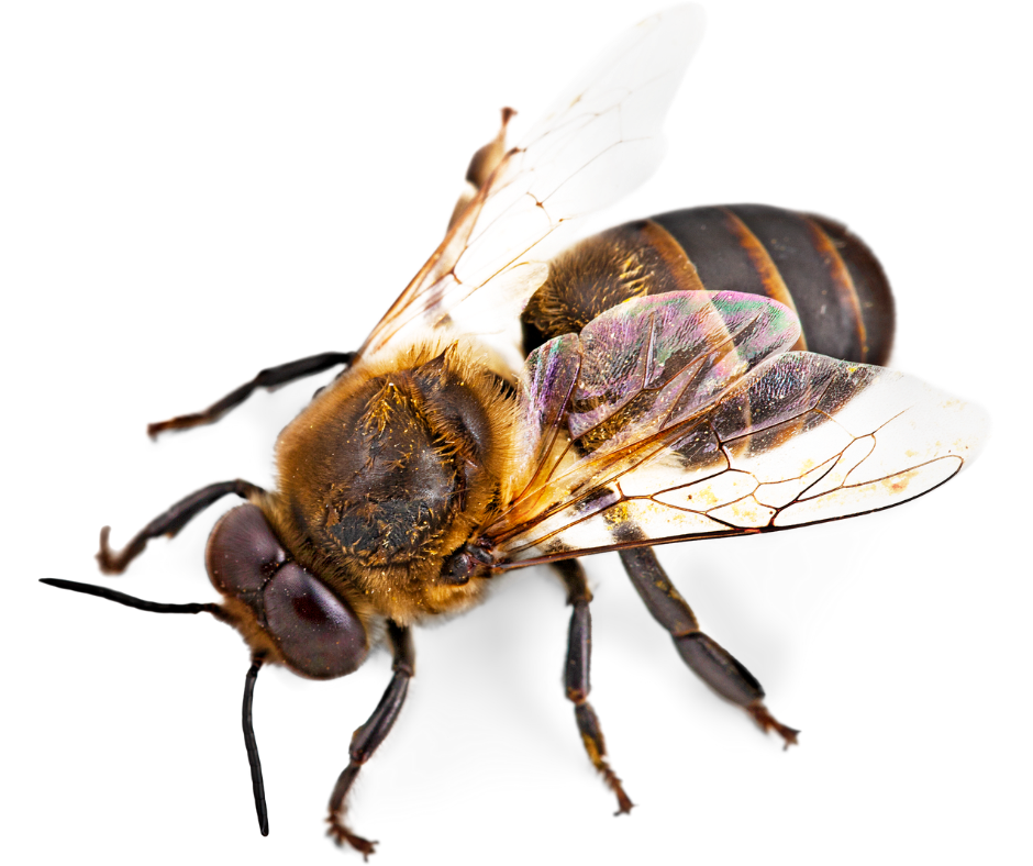 Mini beast song | Genially