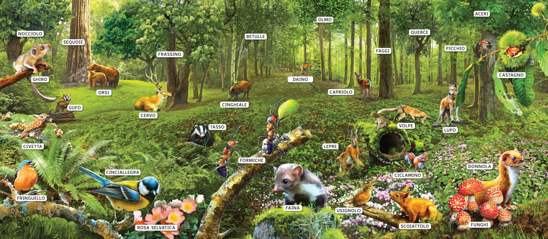 foresta temperata | Genially