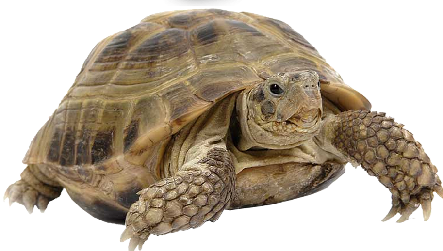 Bitmoji Classroom | Genially