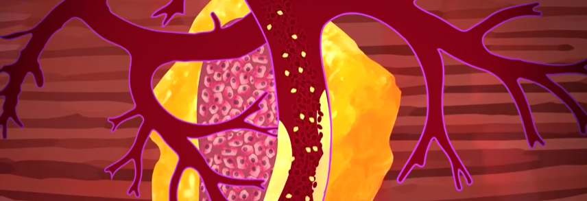 PRAE project | Genially