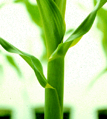 Plants (Part I) | Genially