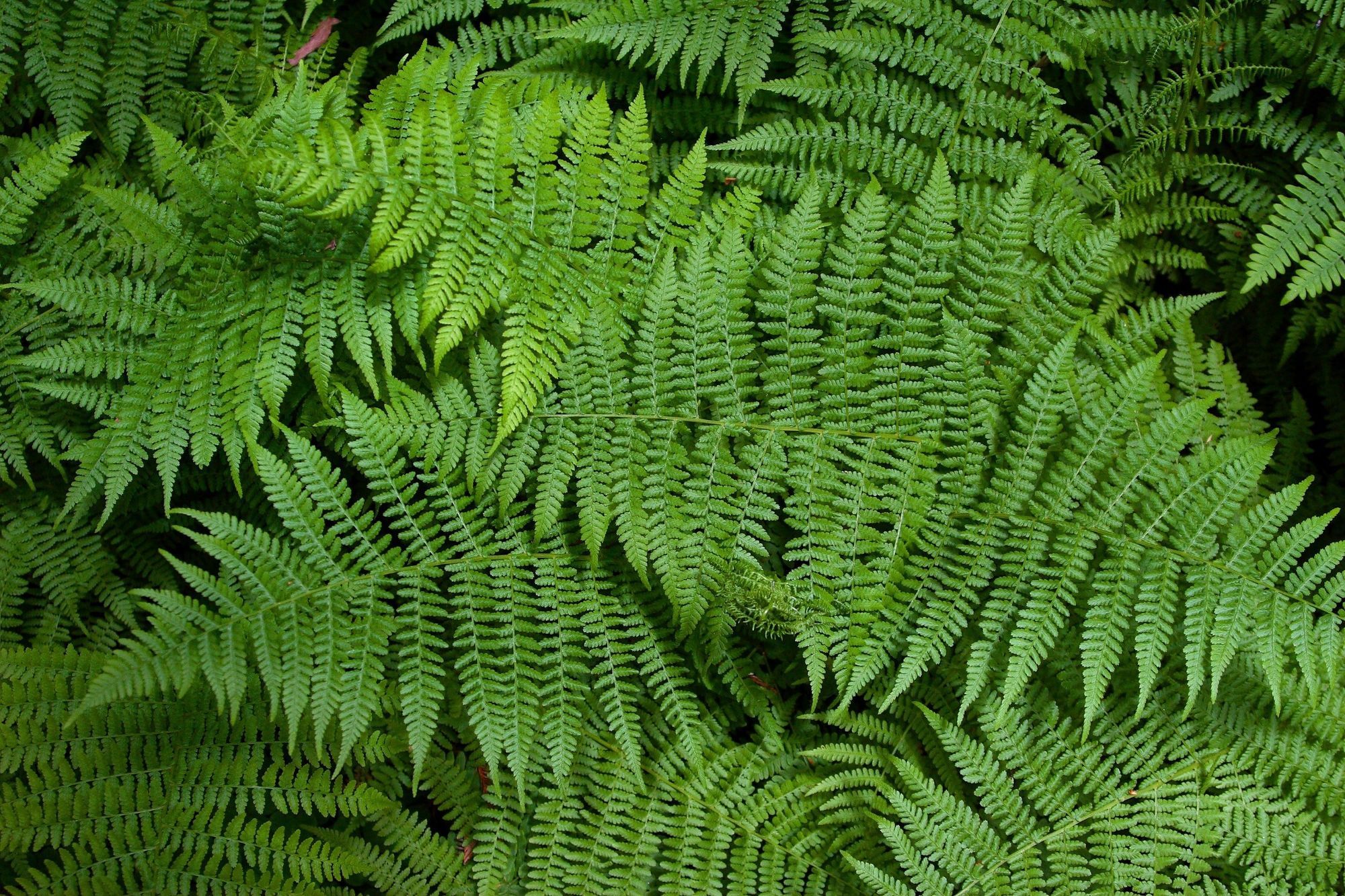 Plants (Part II) | Genially