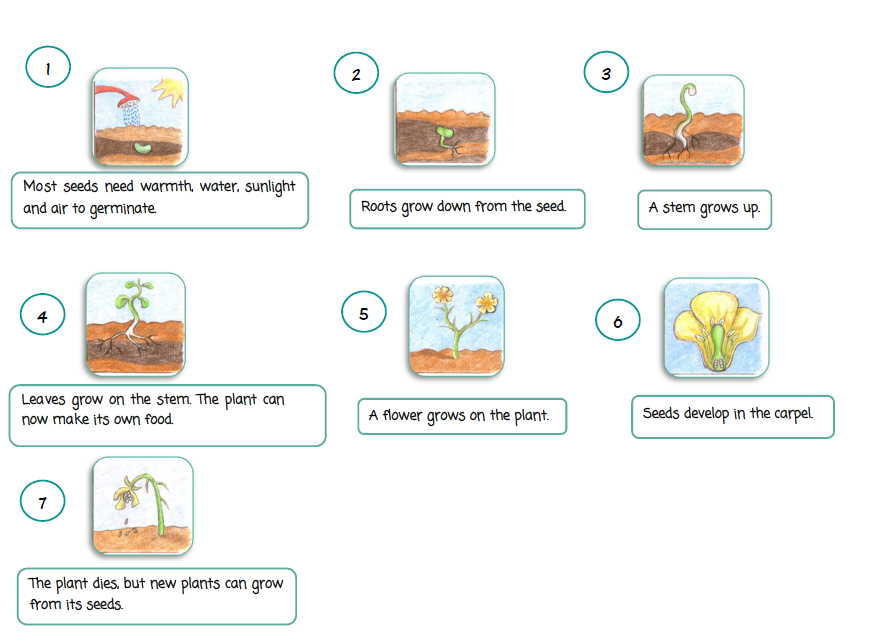 Plants (Part II) | Genially