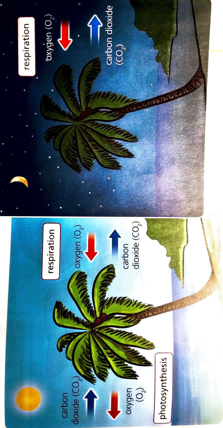 Plants (Part I) | Genially