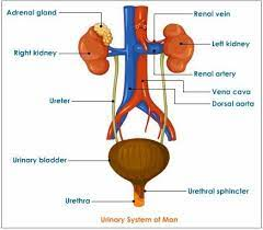 Excretory System | Genially