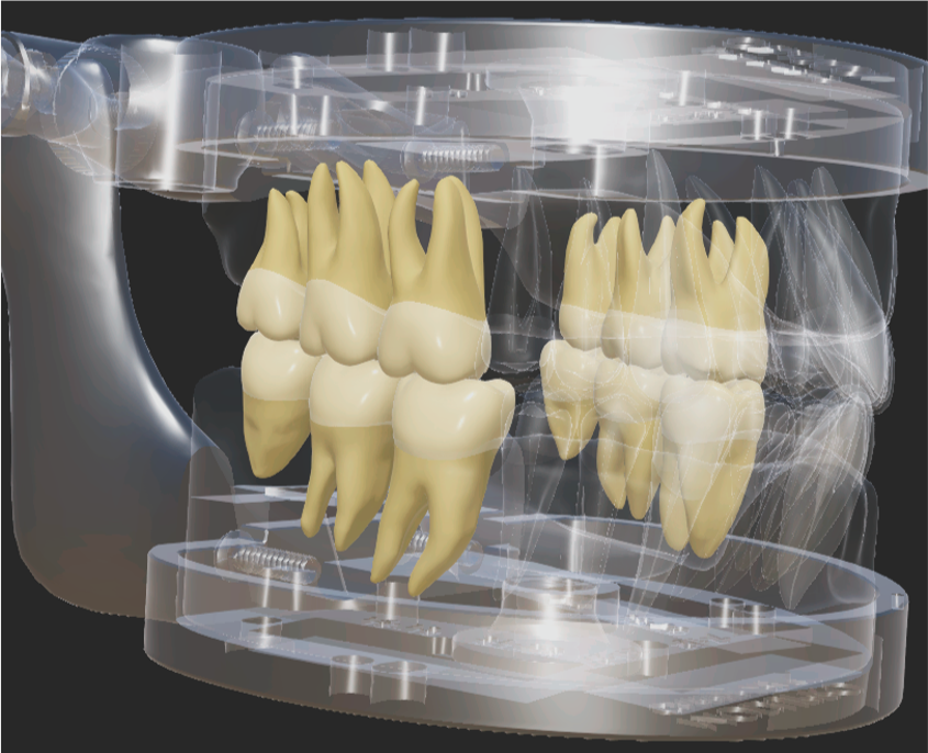 Introducción a la Anatomía Dental | Genially