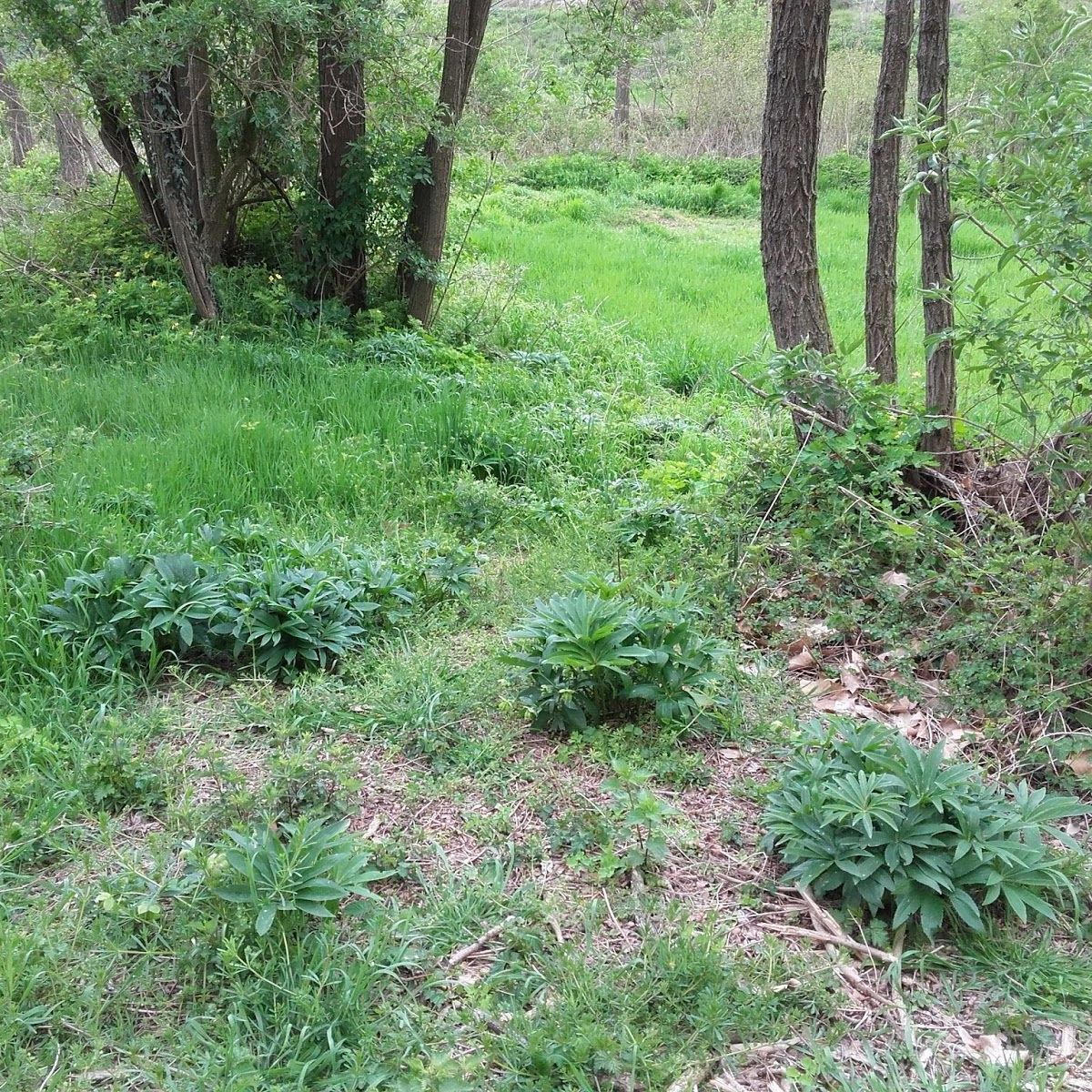 CADENA ALIMENTÀRIA | Genially