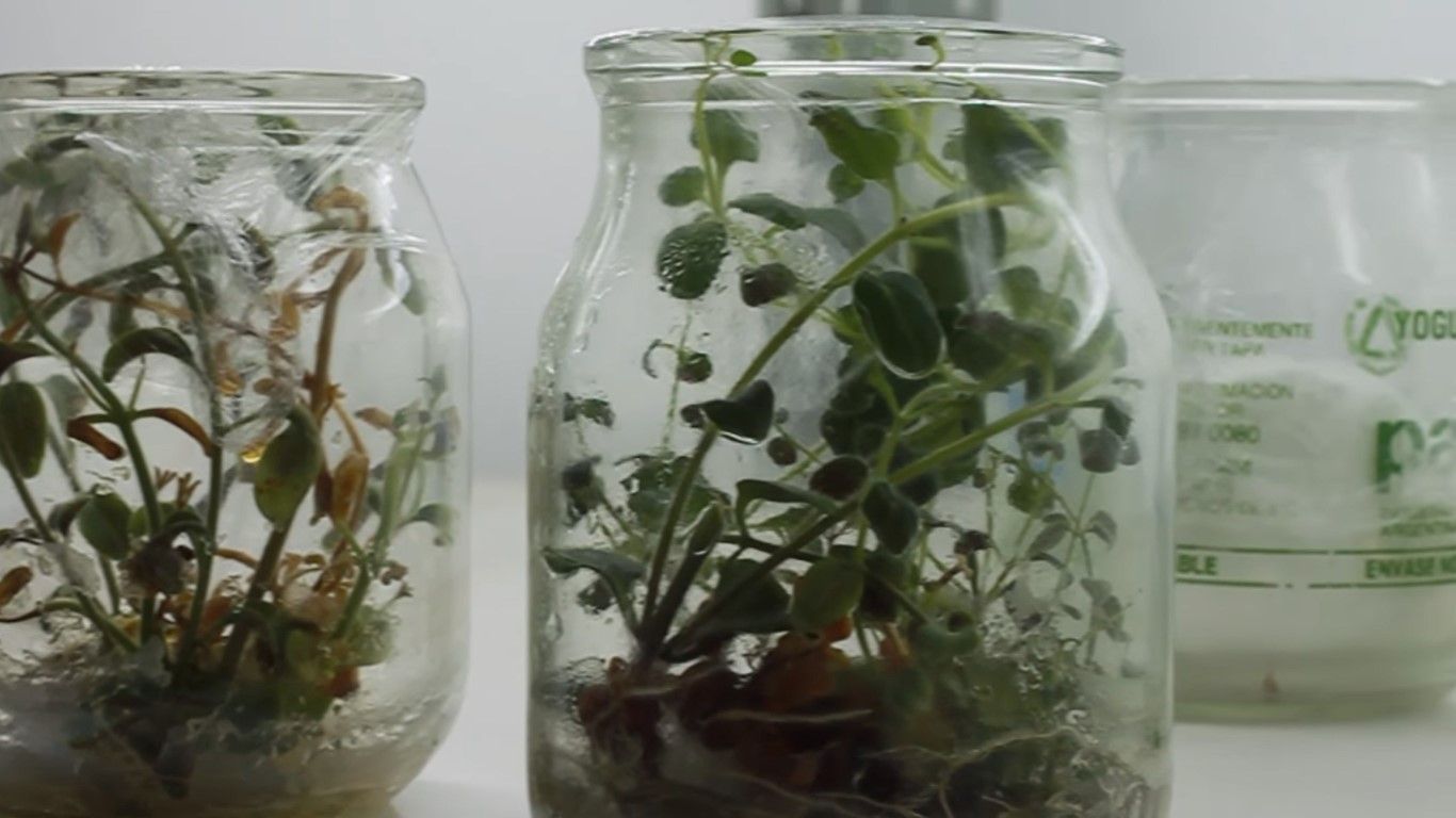 INSTRUMENTOS Prod. Florihortícola | Genially