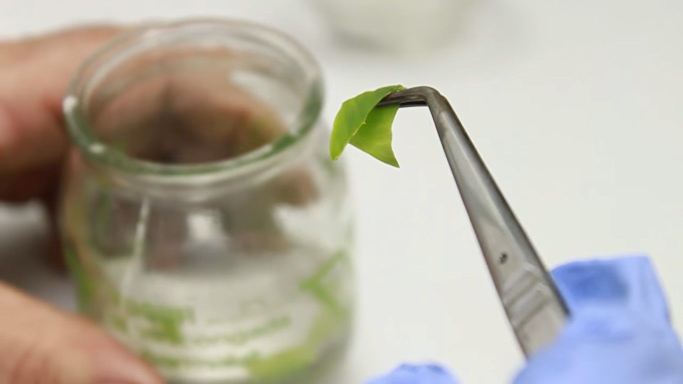 INSTRUMENTOS Prod. Florihortícola | Genially