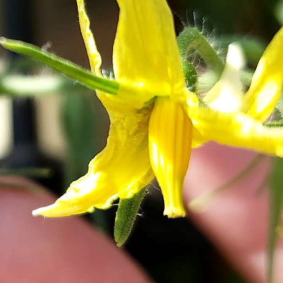 Ciclo de vida sexual de la planta del tomate