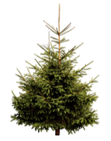 jeu je finis comme | Genially