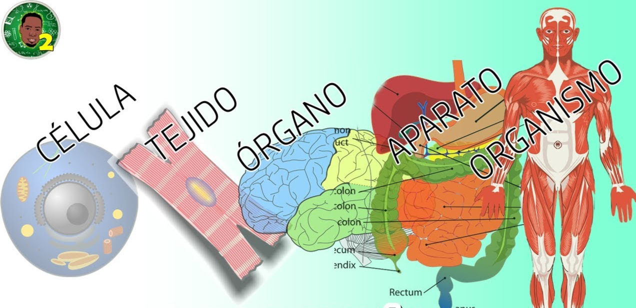 NIVELES DE ORGANIZACIÓN CELULAR | Genially