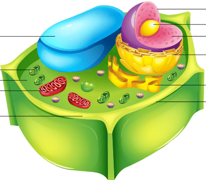 INFOGRAFIA DE LA CELULA | Genially