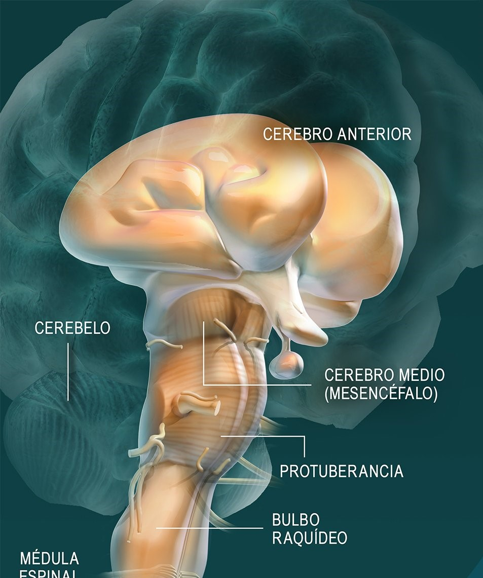 Anatomía Del Puente De Varolio Sistema Nervioso Central Wikipedia,