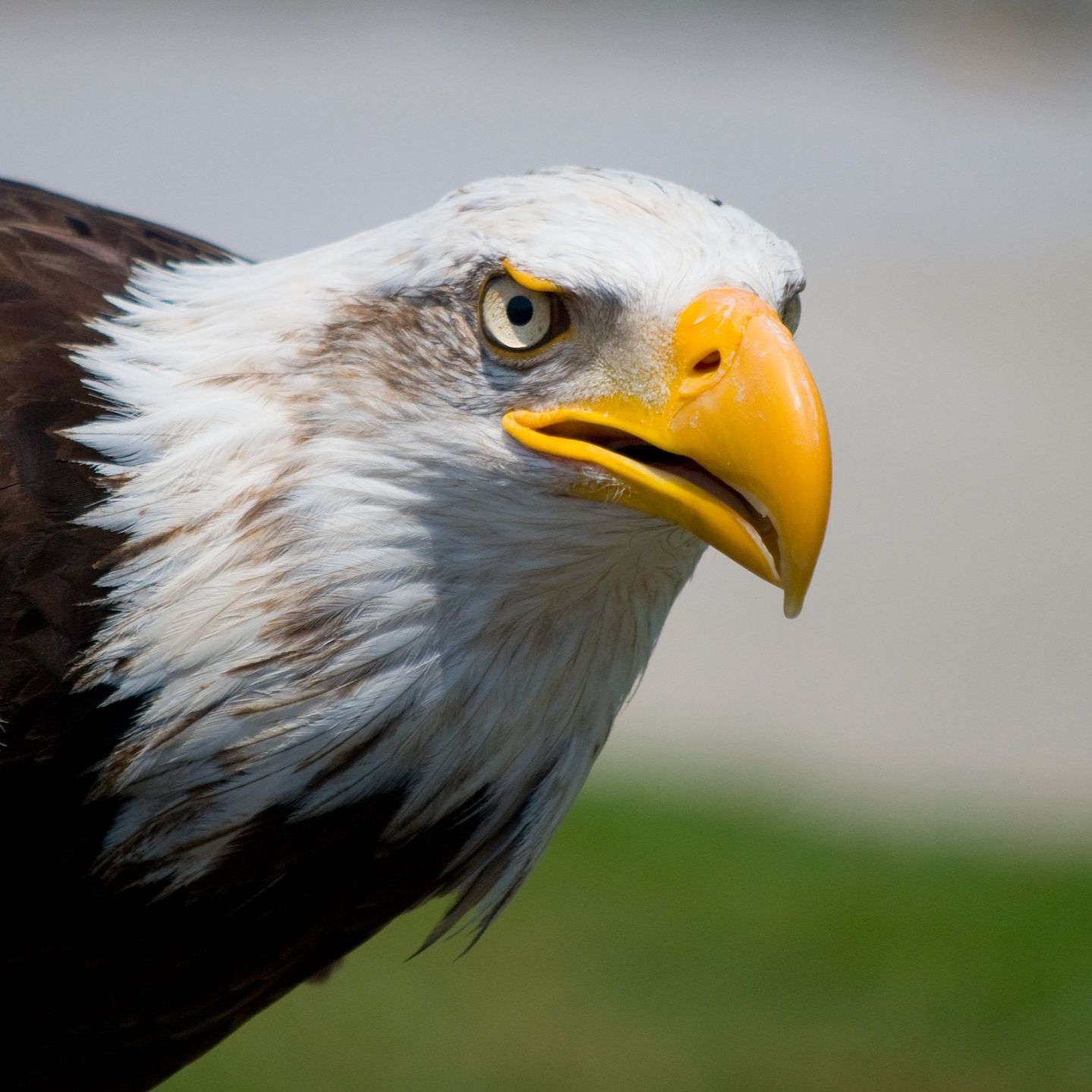 LOS ANIMALES- KAQCHIKEL | Genially