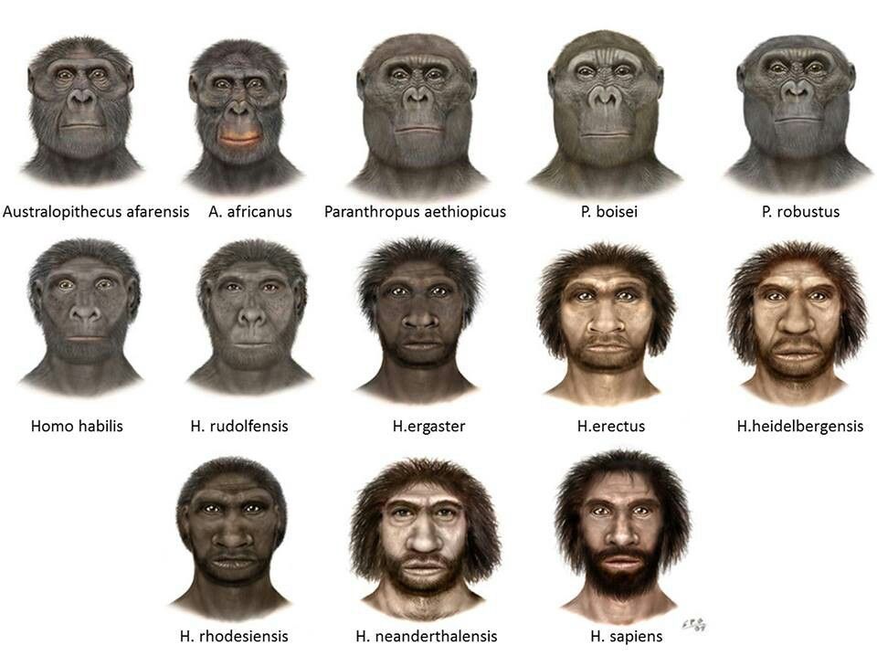 Human Evolution