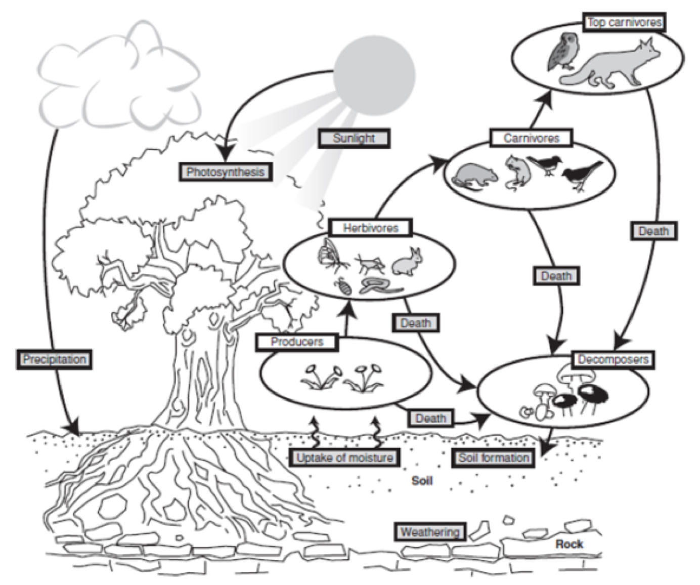 Components of ecosystems. Biotic/abiotic factors | Genially