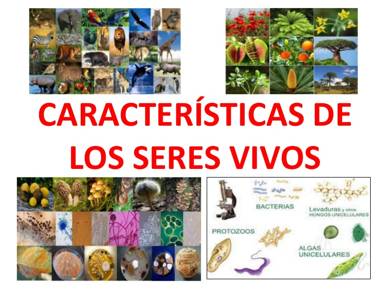 Caracteristicas de los seres vivos | Genially