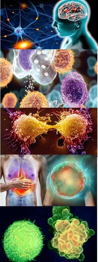 COMUNICACION Y MUERTE CELULAR | Genially