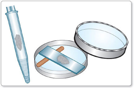Técnica de Harada Mori | Genially