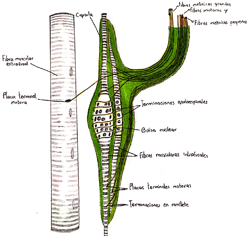 Huso Neuromuscular | Genially